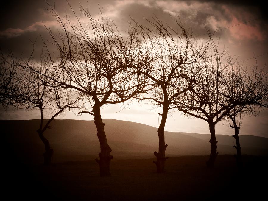 Four Trees Photograph by Michael L Kimble - Fine Art America