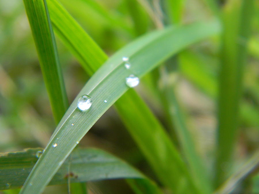 Fresh Rain Photograph by Ryan Moore - Fine Art America