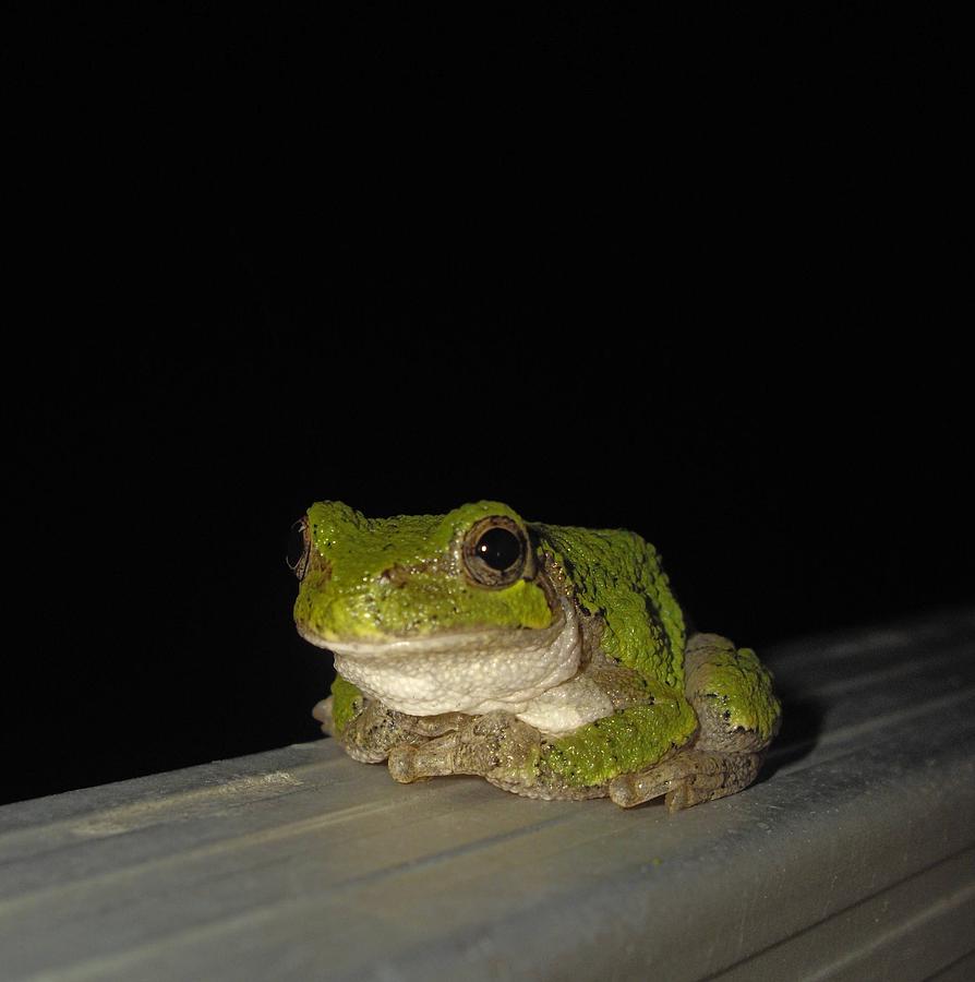 Friendly Frog Photograph by Robert Cunningham - Fine Art America