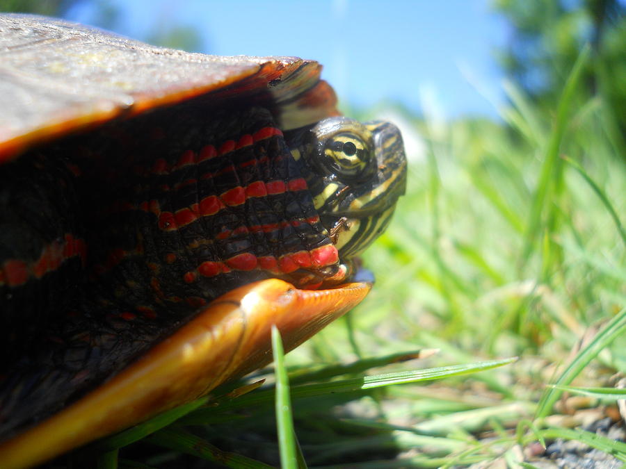 Friendly Turtle Photograph by Kendra Keryluk - Fine Art America