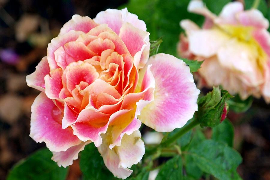 Frilly-edged rose Photograph by Randi Bailey - Fine Art America