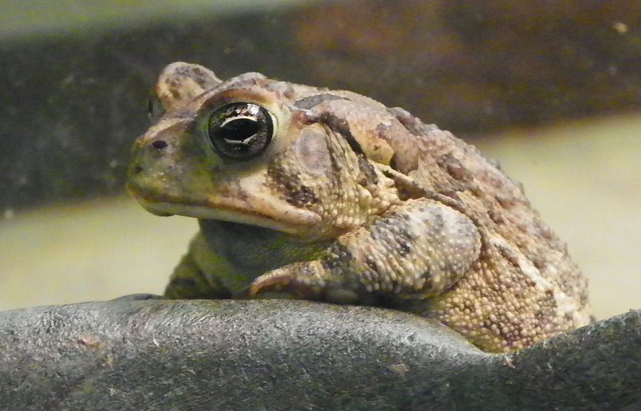 Frog Photograph by Gerald Kloss - Fine Art America