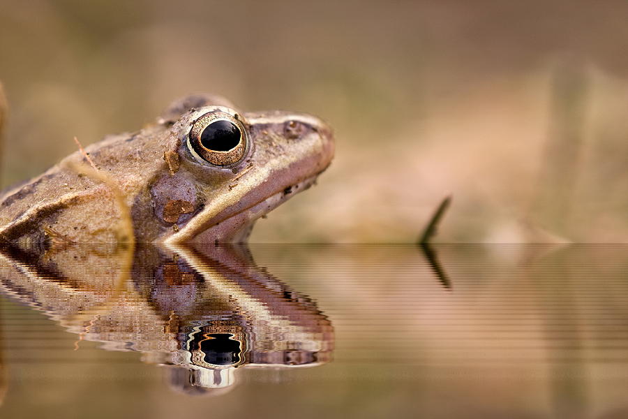 Frog reflection Photograph by Odon Czintos - Pixels