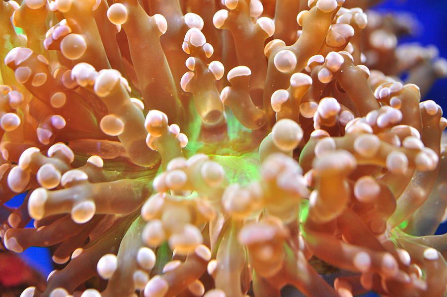 Frogspawn Photograph by Puzzles Shum - Fine Art America