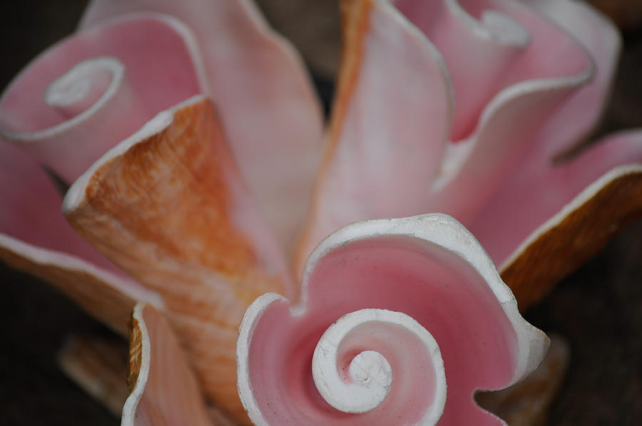 From a Shell Photograph by Alex Rios - Fine Art America