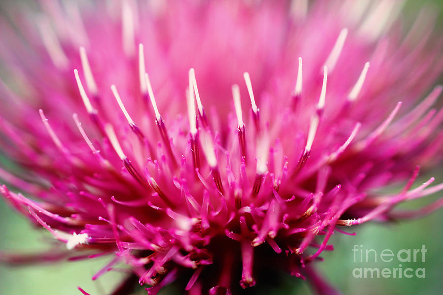 Frosted Tips Photograph by Beth Engel - Fine Art America