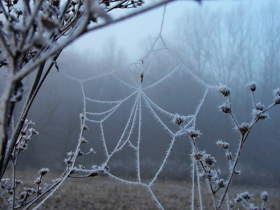 Frozen web Photograph by Brian Stevens - Fine Art America