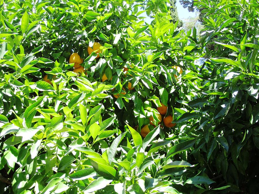 Fruit Tree Photograph by John Shiron | Fine Art America