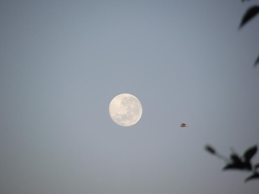 Full Moon At Dusk Photograph by Rani De Leeuw - Pixels