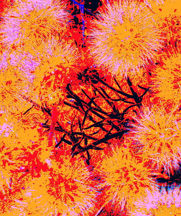 Fuzz balls on fire Photograph by Blb Bascomb | Fine Art America