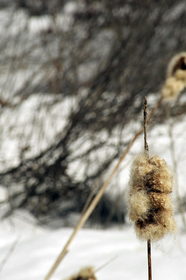 Fuzzy Photograph by Elaine Mikkelstrup - Fine Art America