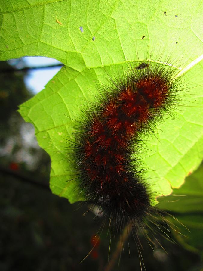 Fuzzy Face Photograph by Lynn Dodds | Pixels