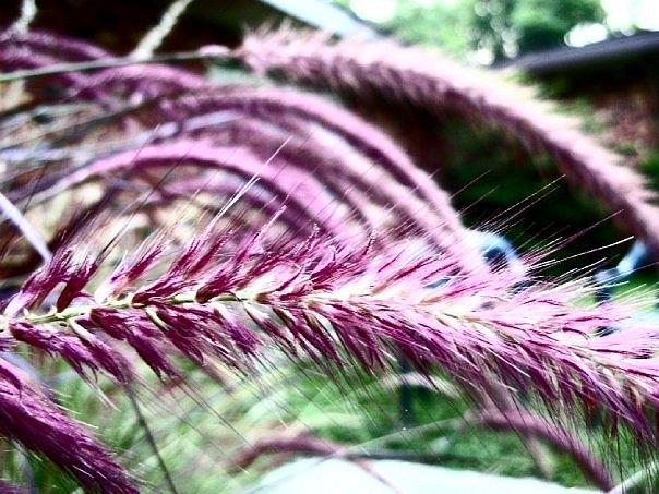 Fuzzy Photograph by Sharon Green - Fine Art America