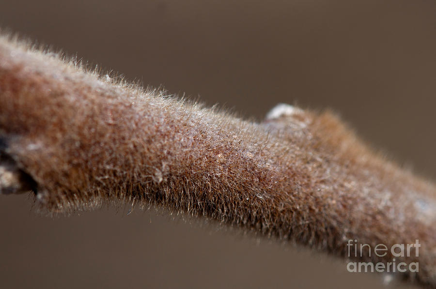 Fuzzy Wuzzy Photograph by Gary Chapple - Pixels