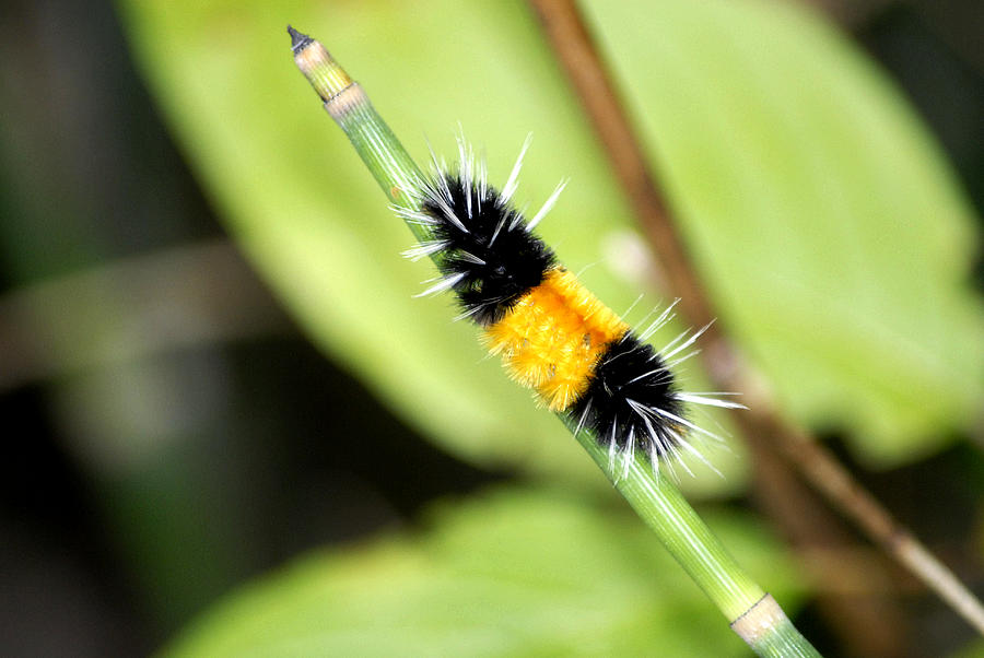 Fuzzy Wuzzy Photograph by Rob Dewar - Pixels