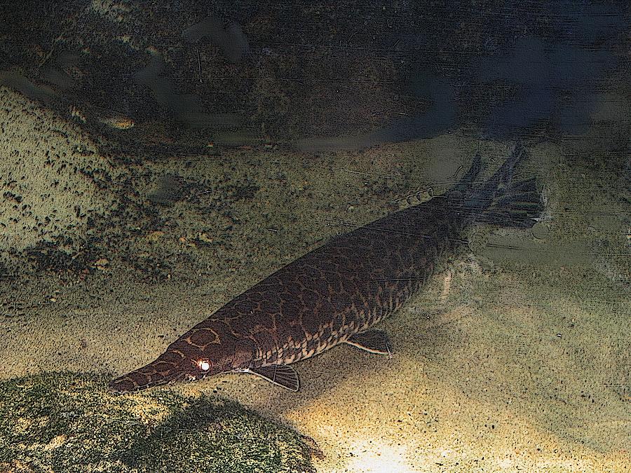 Gar in The Evening Photograph by Dan Mcelhaney - Fine Art America