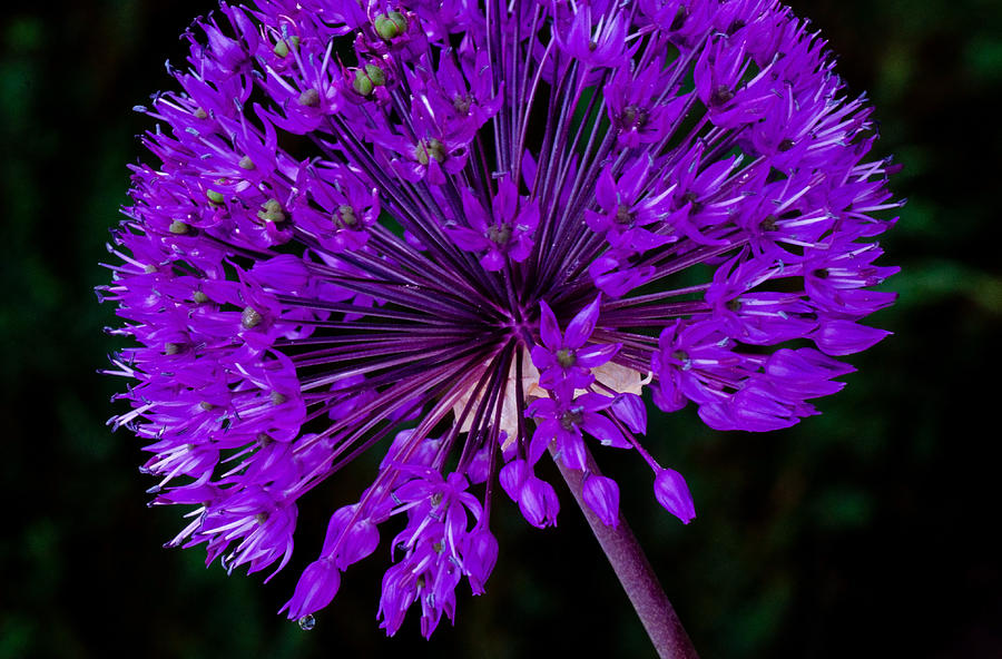 Garlic Flower Photograph by Danielle Del Prado - Fine Art America