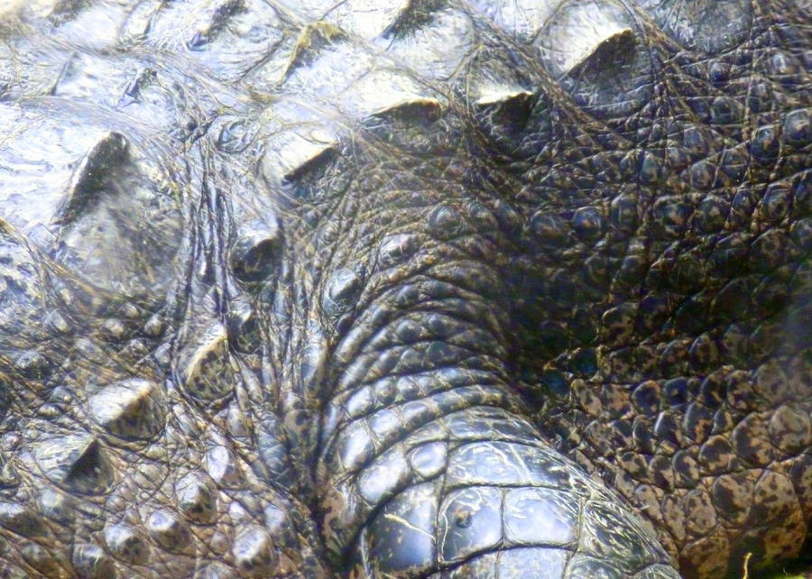 Gator Texture Photograph by Beth Akerman - Fine Art America