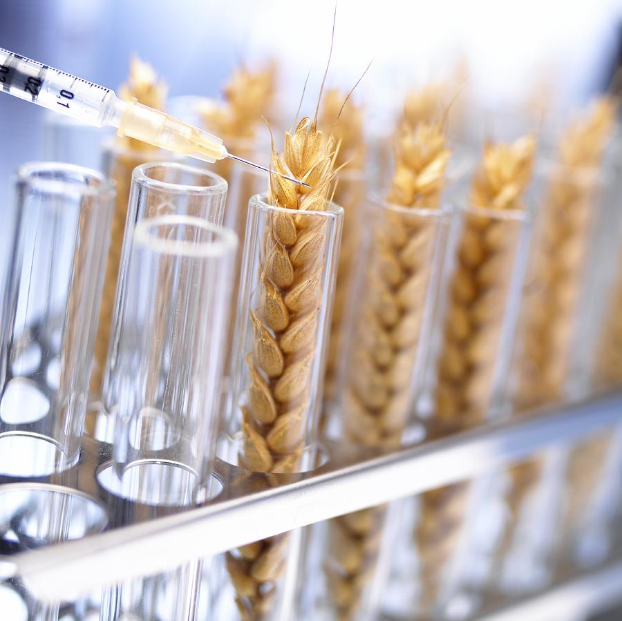 Genetically Modified Wheat Photograph by Science Photo Library - Fine ...