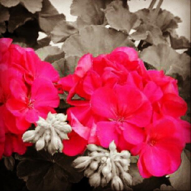 Geranium Photograph by Mandi Ward - Fine Art America