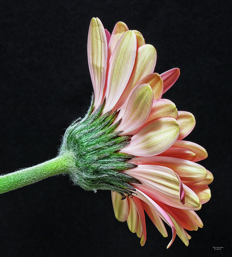 Gerber Daisy Photograph by Peg Runyan - Fine Art America