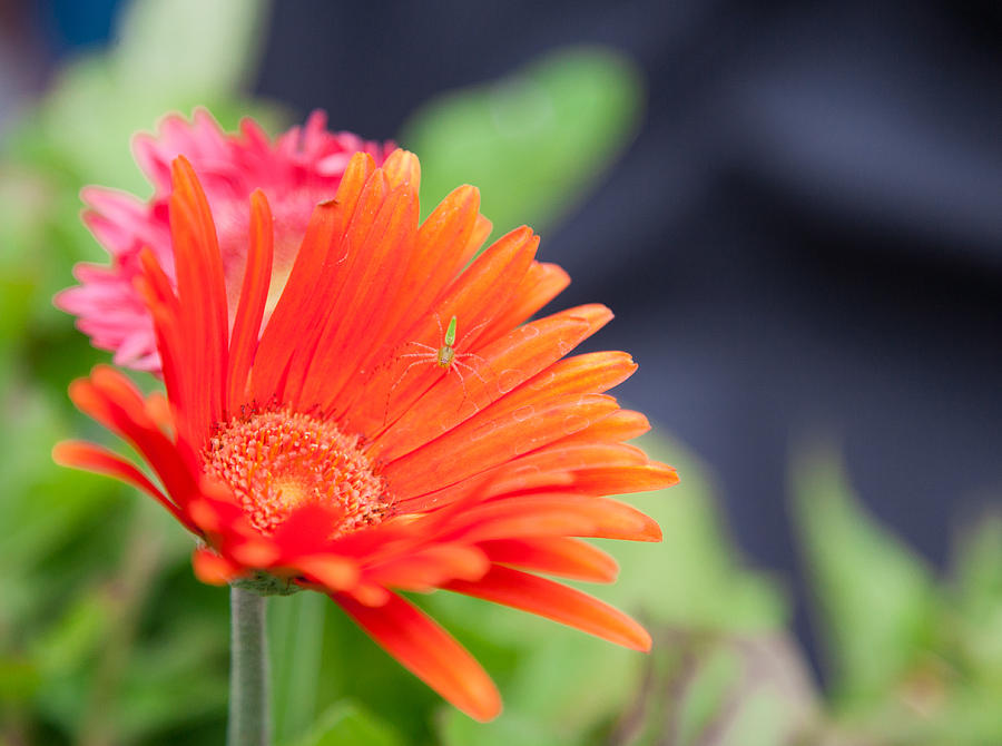 Gerbera Spider Photograph by Christopher McPhail - Fine Art America