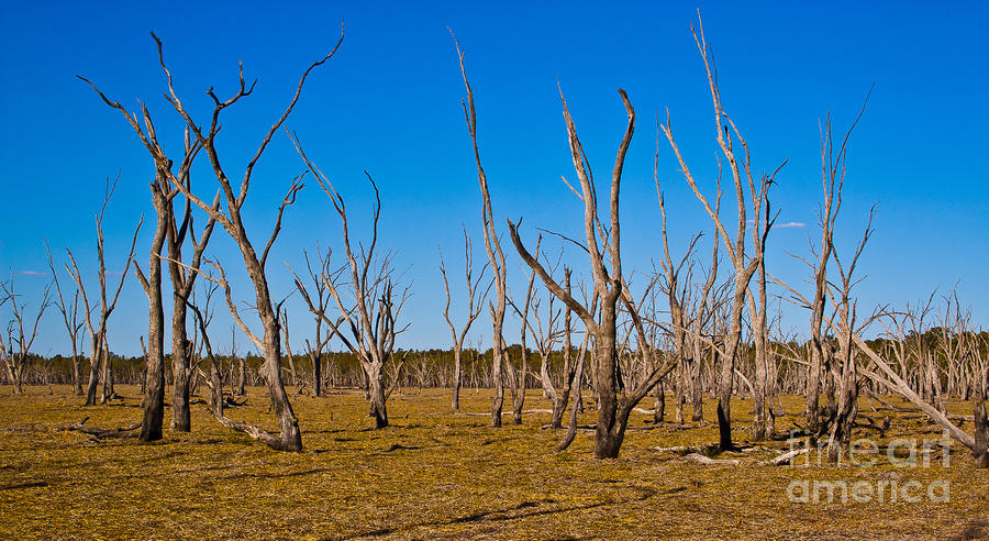 Ghost trees Photograph by John Buxton - Fine Art America