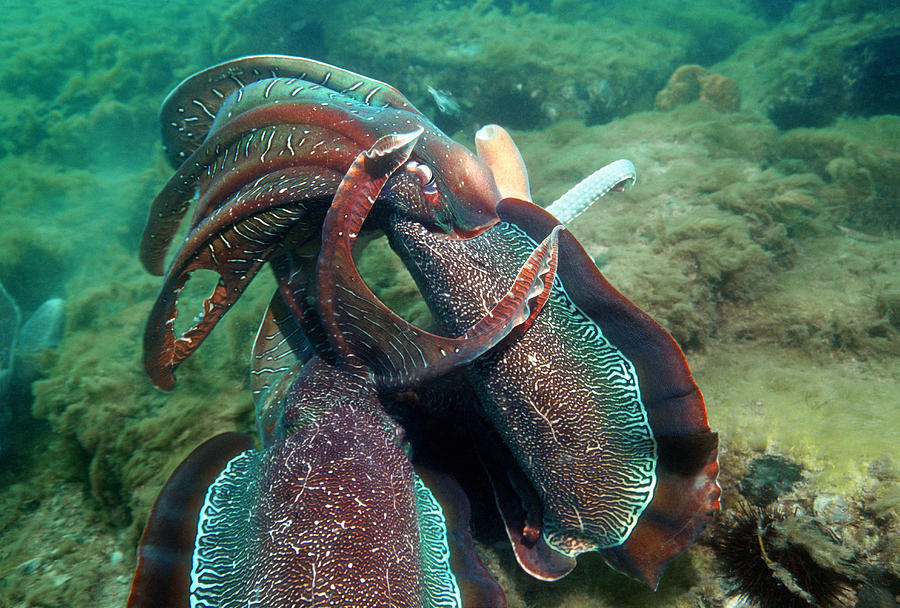 Giant Cuttlefish Fighting by Science Photo Library