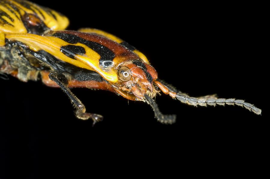 Giant Red Bug Head Photograph by Lawrence Lawry - Fine Art America