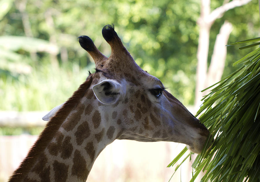 Giraffe Photograph By Jessica Annalee Fine Art America