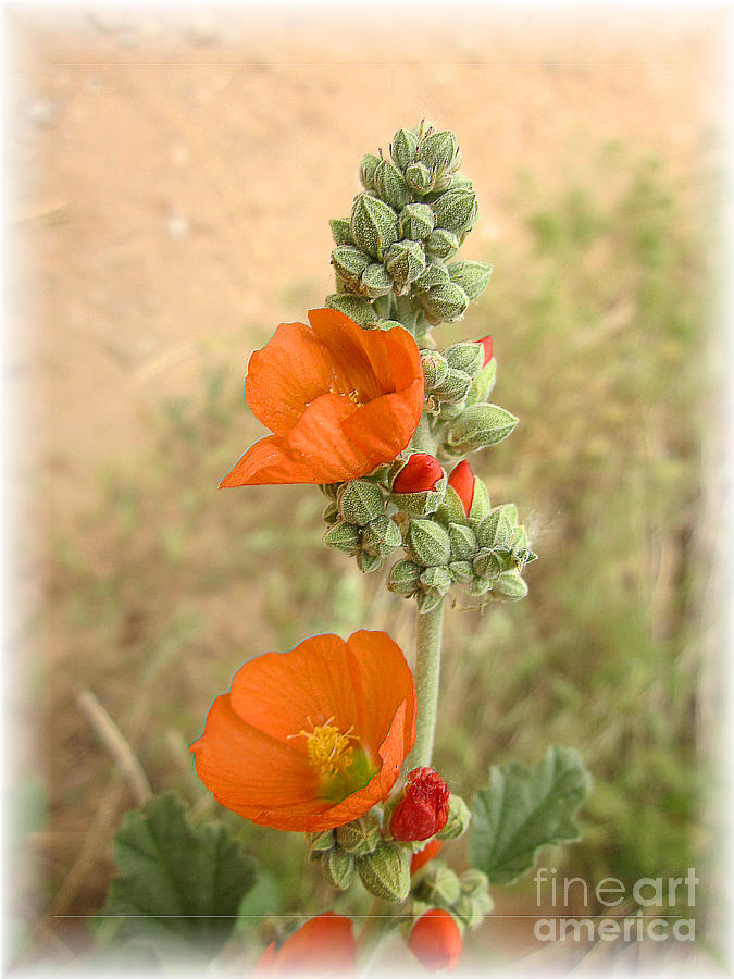 Globemallow Photograph by Judee Stalmack - Pixels