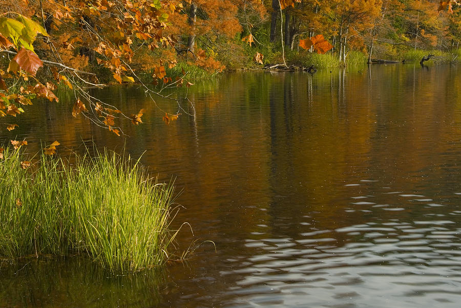 Glorious Fall Photograph by Cindy Rubin - Fine Art America