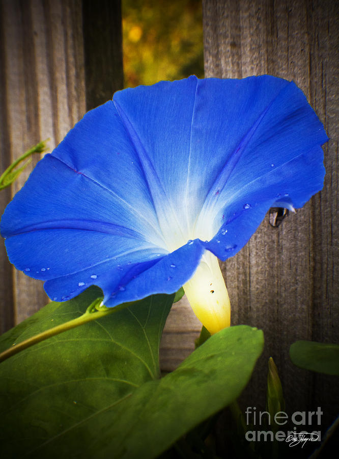 Glory in the Morning - Artist Cris Hayes Photograph by Cris Hayes - Pixels Glory in the Morning - Artist Cris Hayes Photograph by Cris Hayes - Pixels