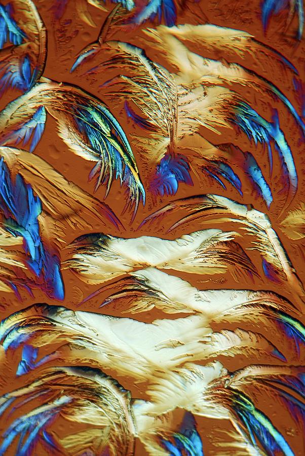 Glycine Crystals, Light Micrograph by Robert Markus