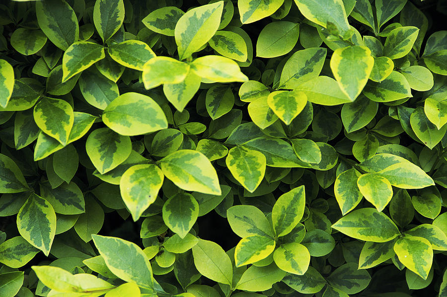 Golden Privet (ligustrum 'aureum') Photograph by Archie Young - Fine ...