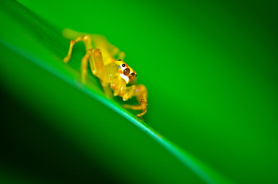 Golden spider Photograph by Chua ChinLeng - Fine Art America