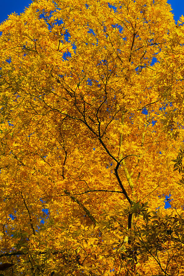 Golden Tree Photograph by Mitch Cat - Pixels