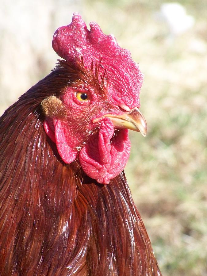 Goliath Photograph by Tanya Stringer - Pixels