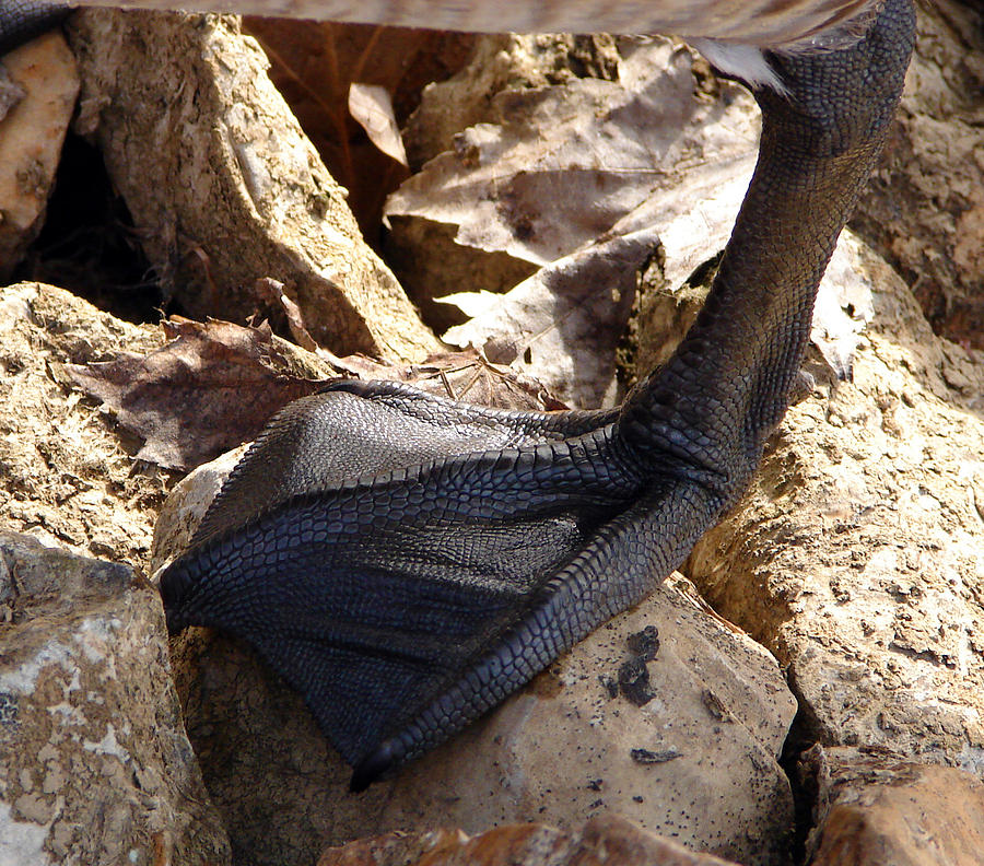 Goose foot Photograph by Brian Stevens - Fine Art America