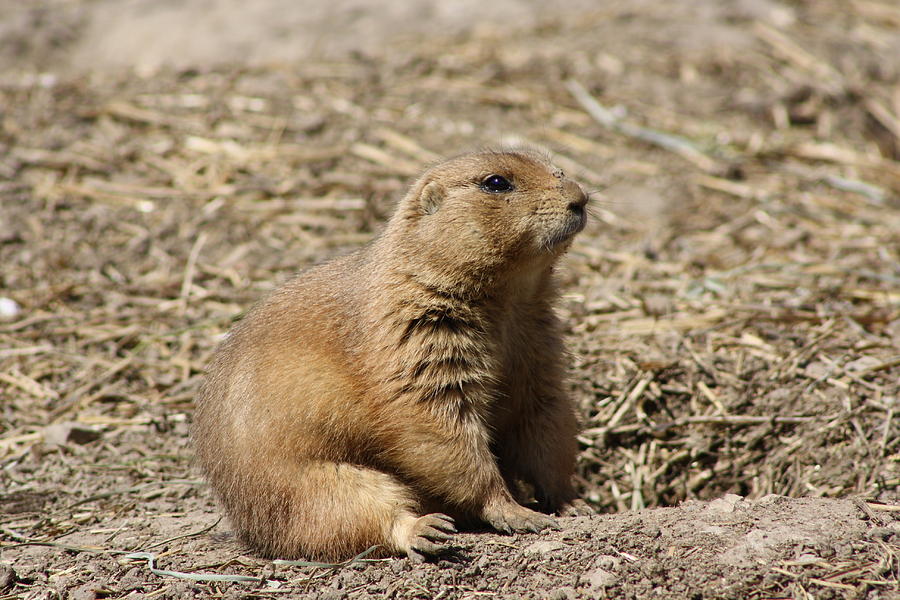 Gopher Photograph by Eric McNeil - Fine Art America