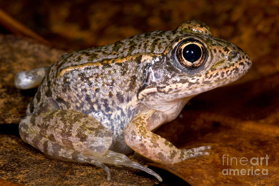 Gopher Frog Photograph by Danté Fenolio - Pixels