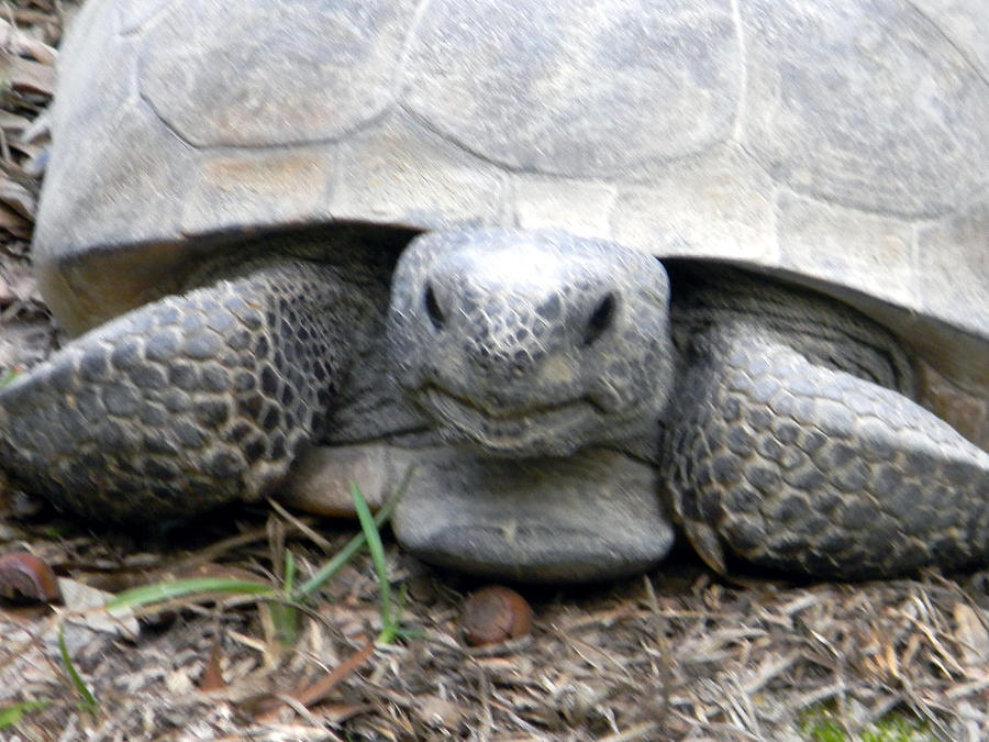 Gopher Smile Photograph by Christy Usilton - Fine Art America