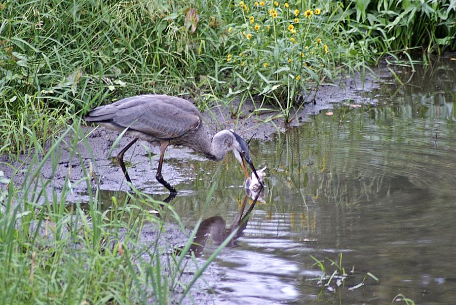 Gotcha Photograph by Joe Faherty - Fine Art America