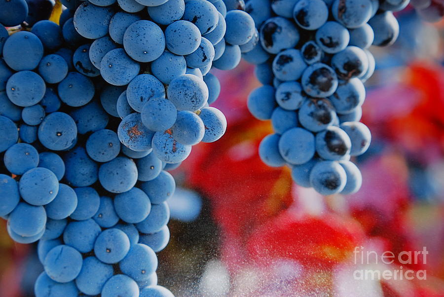 Grape Splash Photograph by Lori Leigh - Fine Art America