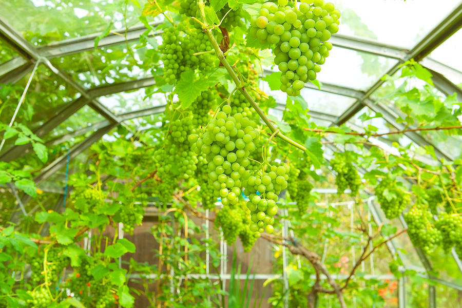 Grapevine Photograph by Tom Gowanlock - Pixels
