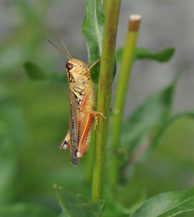 Grasshopper Photograph by Amy Warnke - Fine Art America