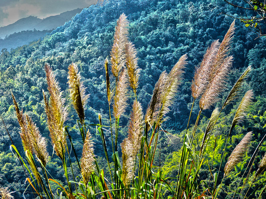 Grassy Knoll Photograph by Roy Foos - Fine Art America