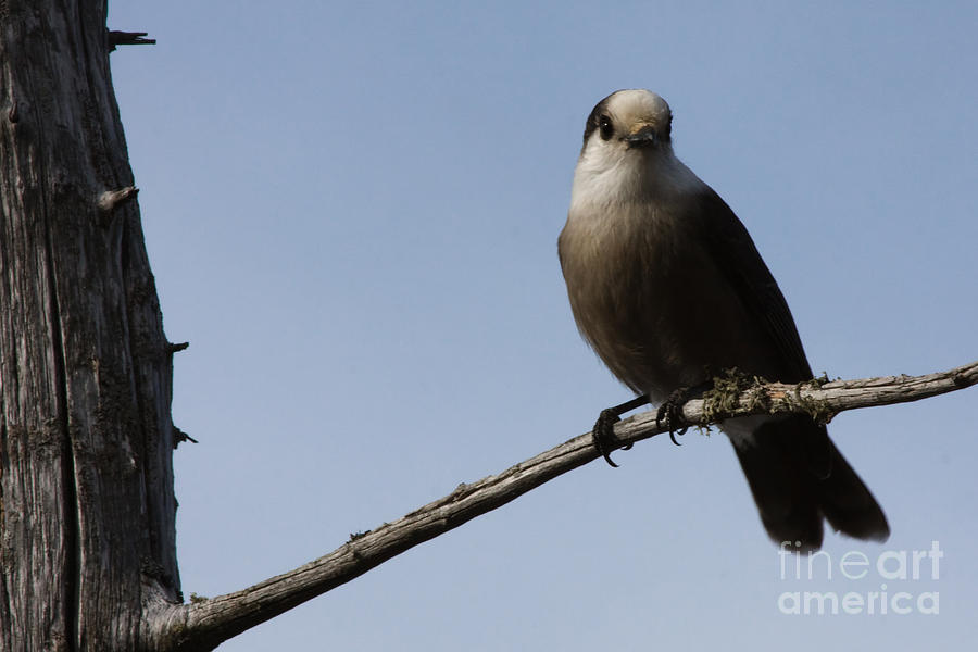 Gray Jay Photograph by Douglas Armstrong - Fine Art America