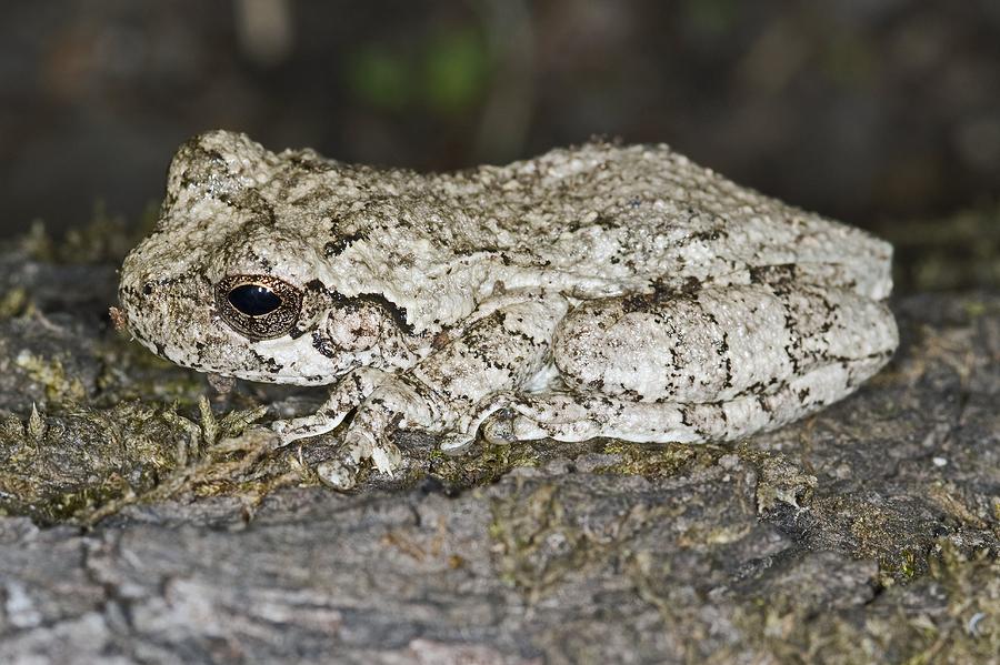 Gray Treefrog by Science Photo Library