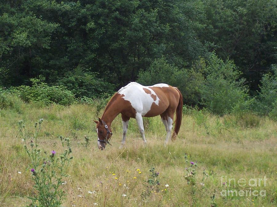 Grazer Photograph by Douglas Cloud - Fine Art America